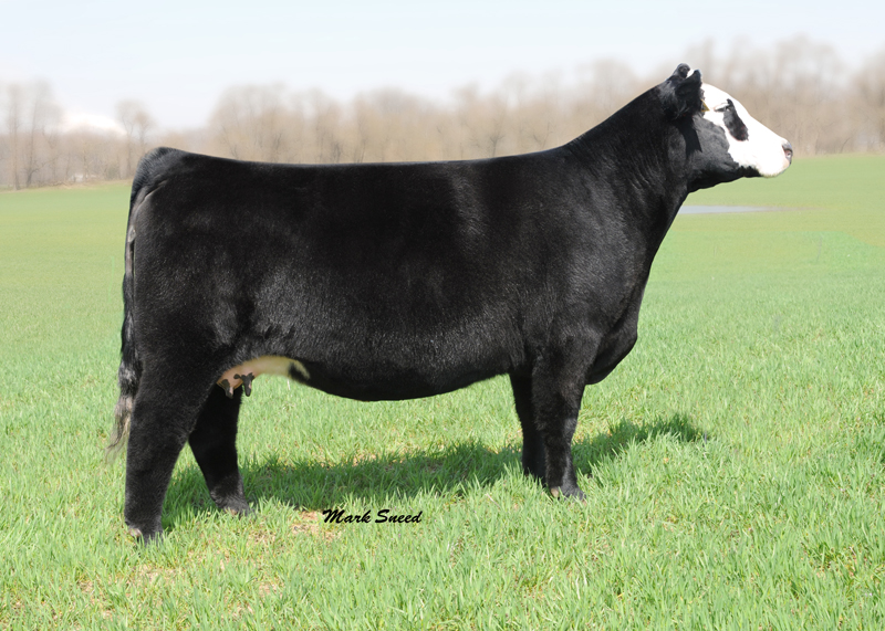 Snake Run Cattle Co. | Sires & Donors