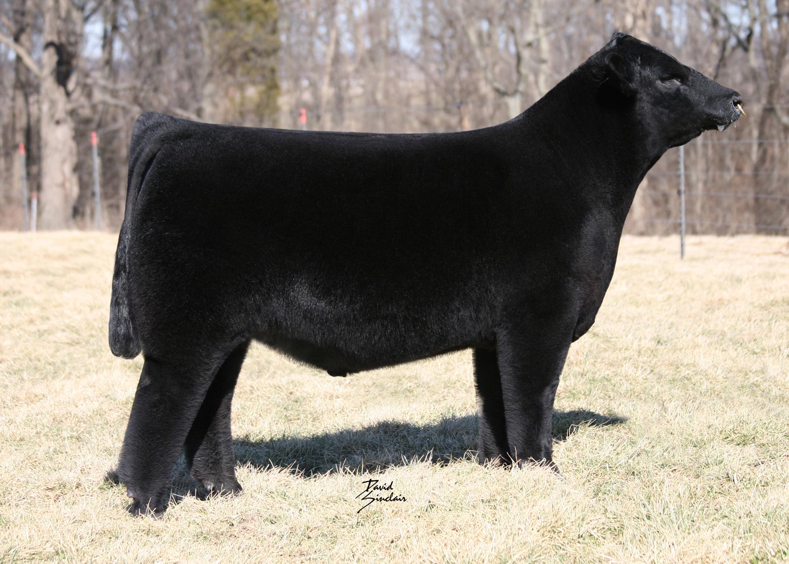 Snake Run Cattle Co. | Sires & Donors
