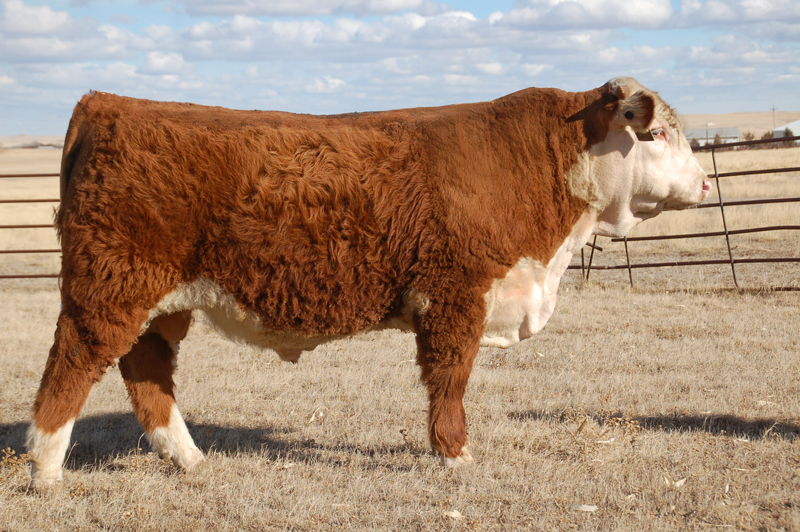 Snake Run Cattle Co. | Sires & Donors
